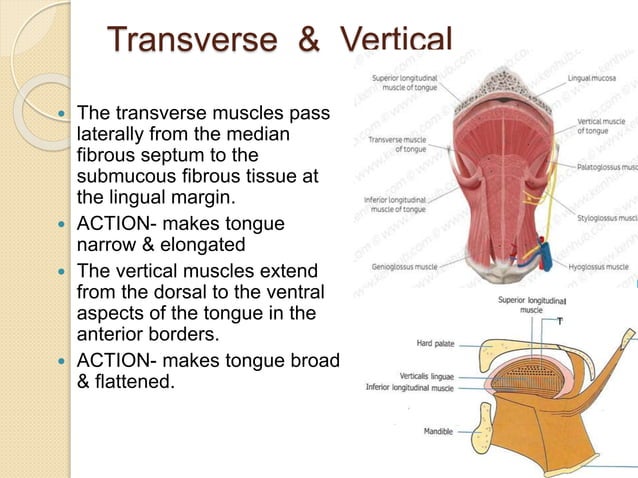 Anatomy of tongue & its applied aspects | PPTX