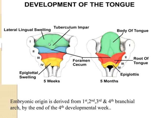 Anatomy of tongue & its applied aspects | PPTX