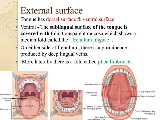 Anatomy of tongue & its applied aspects | PPTX
