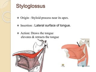 Anatomy of tongue & its applied aspects | PPT