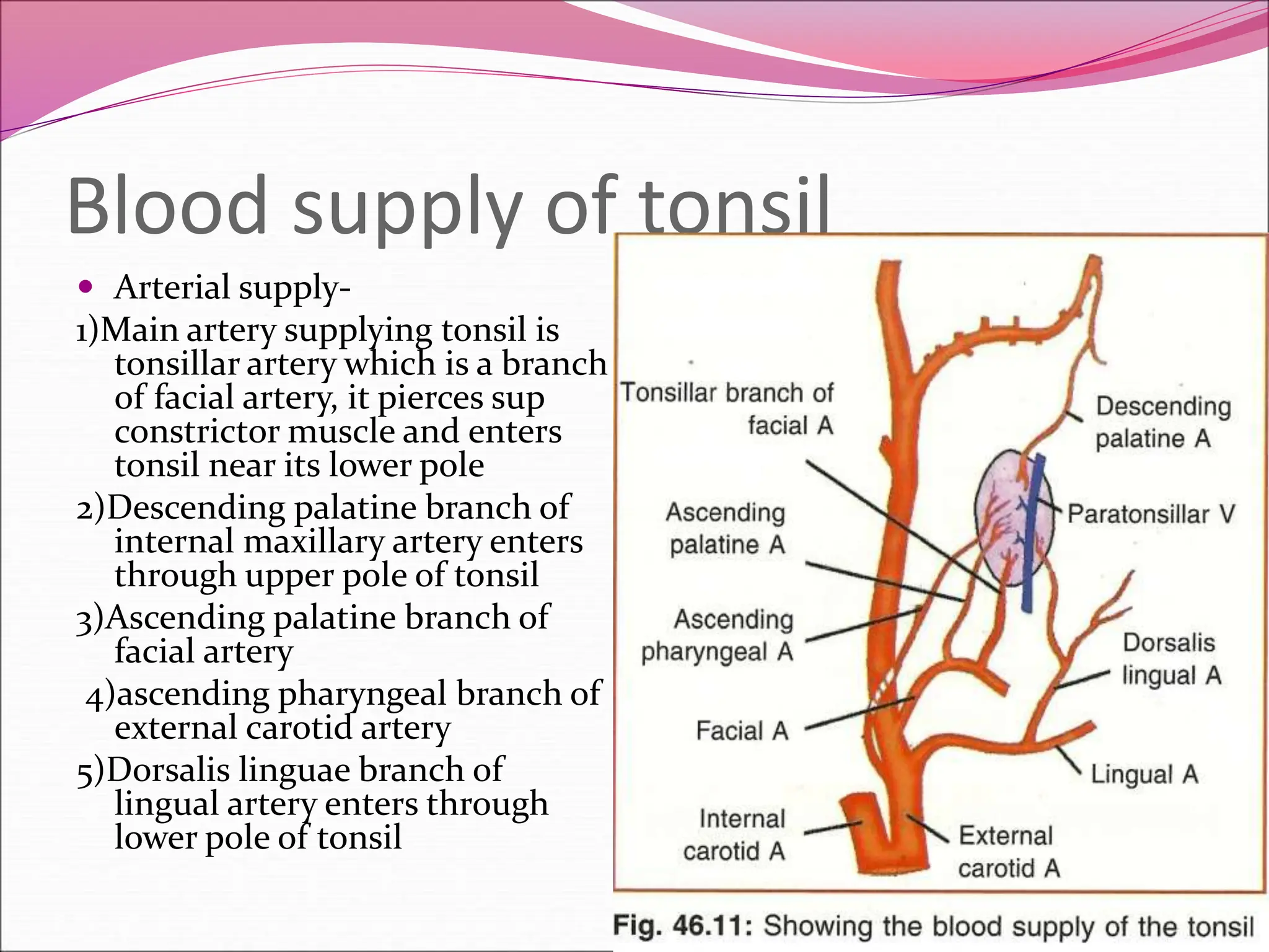 Anatomy Of Tonsil.......................... | PPT | Ear, Nose and ...