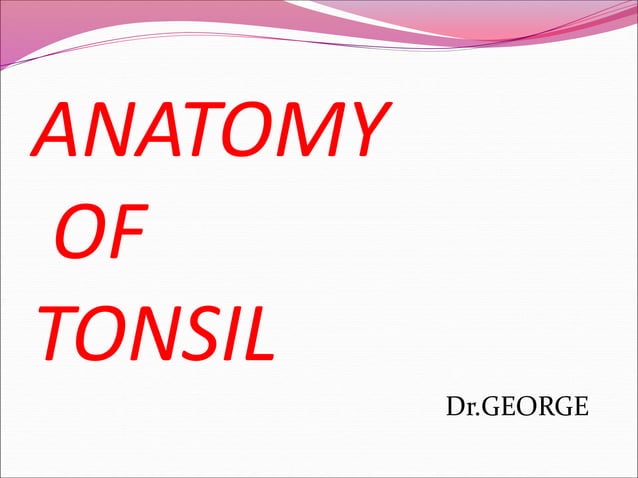 Anatomy Of Tonsil.......................... | PPT | Ear, Nose and ...