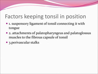 Anatomy Of Tonsil.......................... | PPT