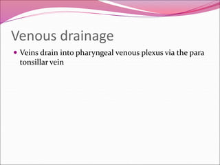 Anatomy Of Tonsil.......................... | PPT