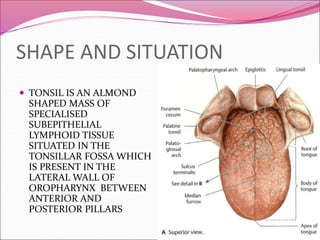 Anatomy Of Tonsil.......................... | PPT | Ear, Nose and ...