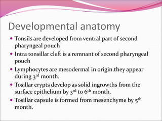 Anatomy Of Tonsil.......................... | PPT
