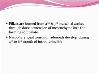 Anatomy Of Tonsil.......................... | PPT