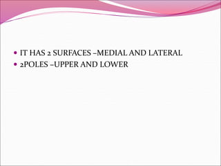 Anatomy Of Tonsil.......................... | PPT