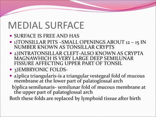 Anatomy Of Tonsil.......................... | PPT