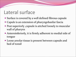 Anatomy Of Tonsil.......................... | PPT