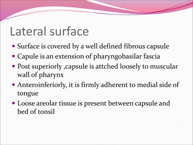 Anatomy Of Tonsil.......................... | PPT | Ear, Nose and ...