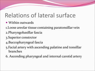 Anatomy Of Tonsil.......................... | PPT
