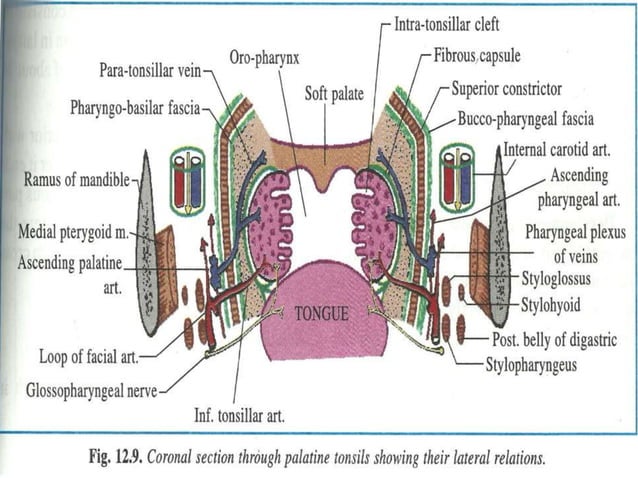 Anatomy Of Tonsil.......................... | PPT | Ear, Nose and ...