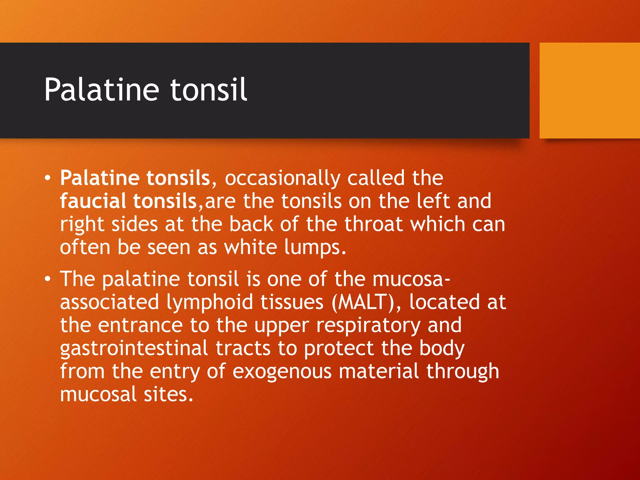 Anatomy of tonsil and oropharynx | PPTX