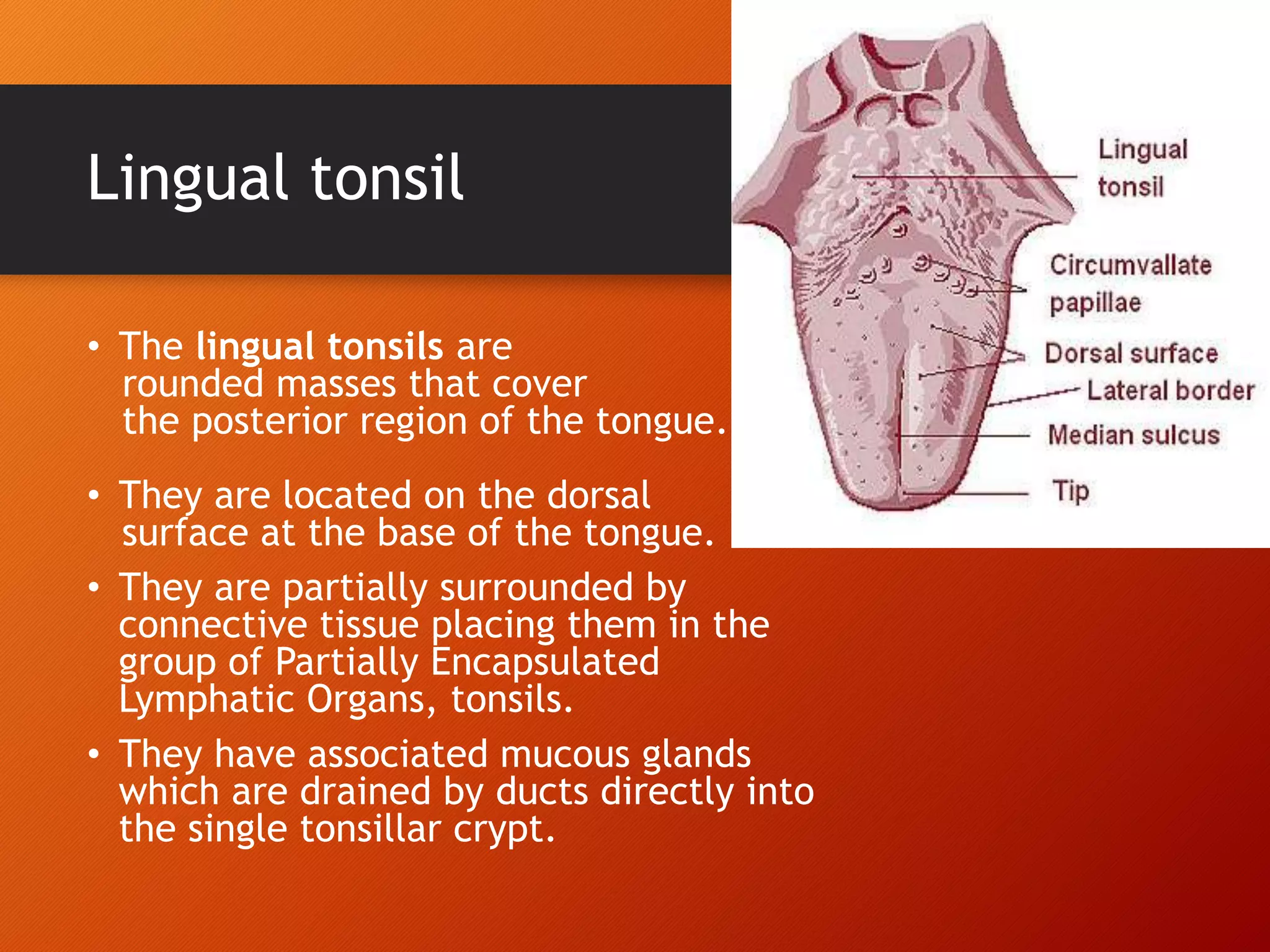 Anatomy of tonsil and oropharynx | PPTX