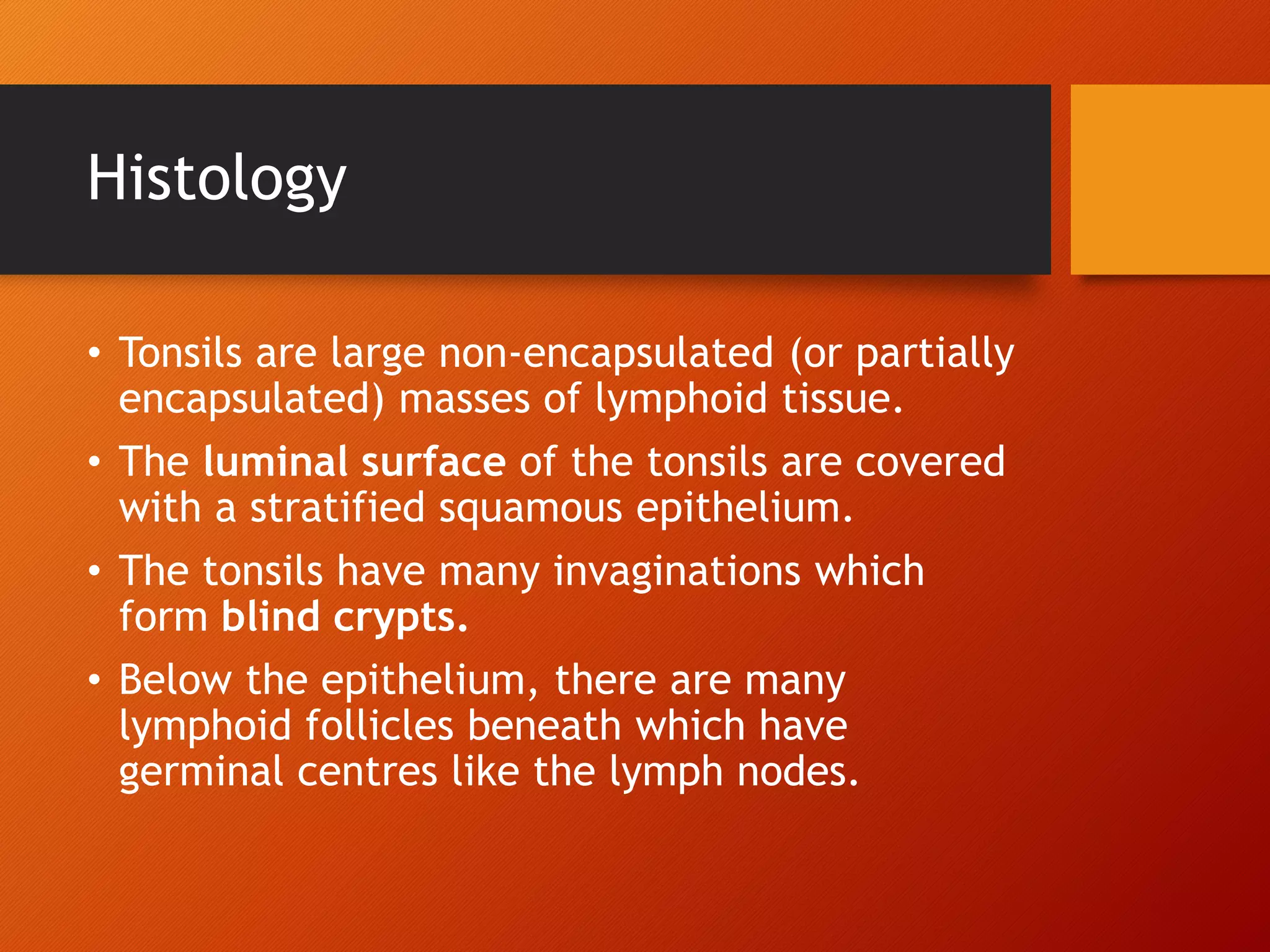 Anatomy of tonsil and oropharynx | PPTX