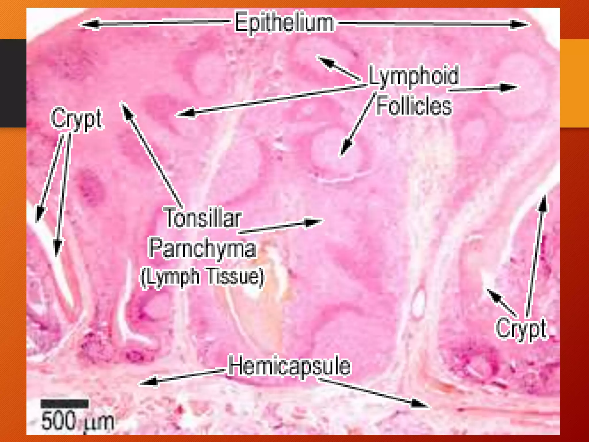 Anatomy of tonsil and oropharynx | PPTX