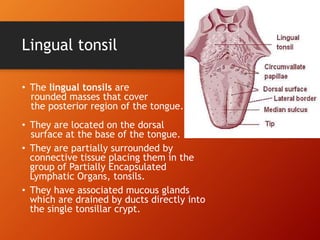 Anatomy of tonsil and oropharynx | PPTX