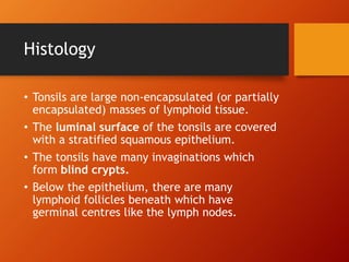 Anatomy of tonsil and oropharynx | PPTX