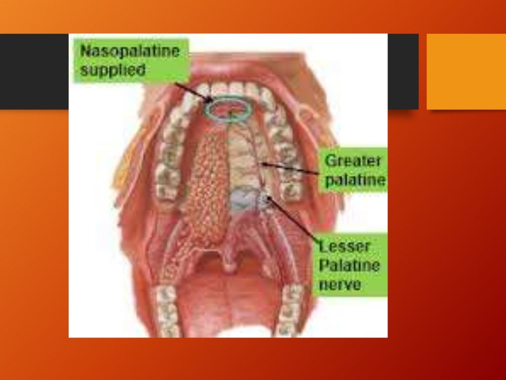Anatomy of tonsil and oropharynx