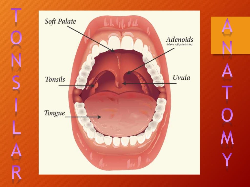 Anatomy of tonsil and oropharynx