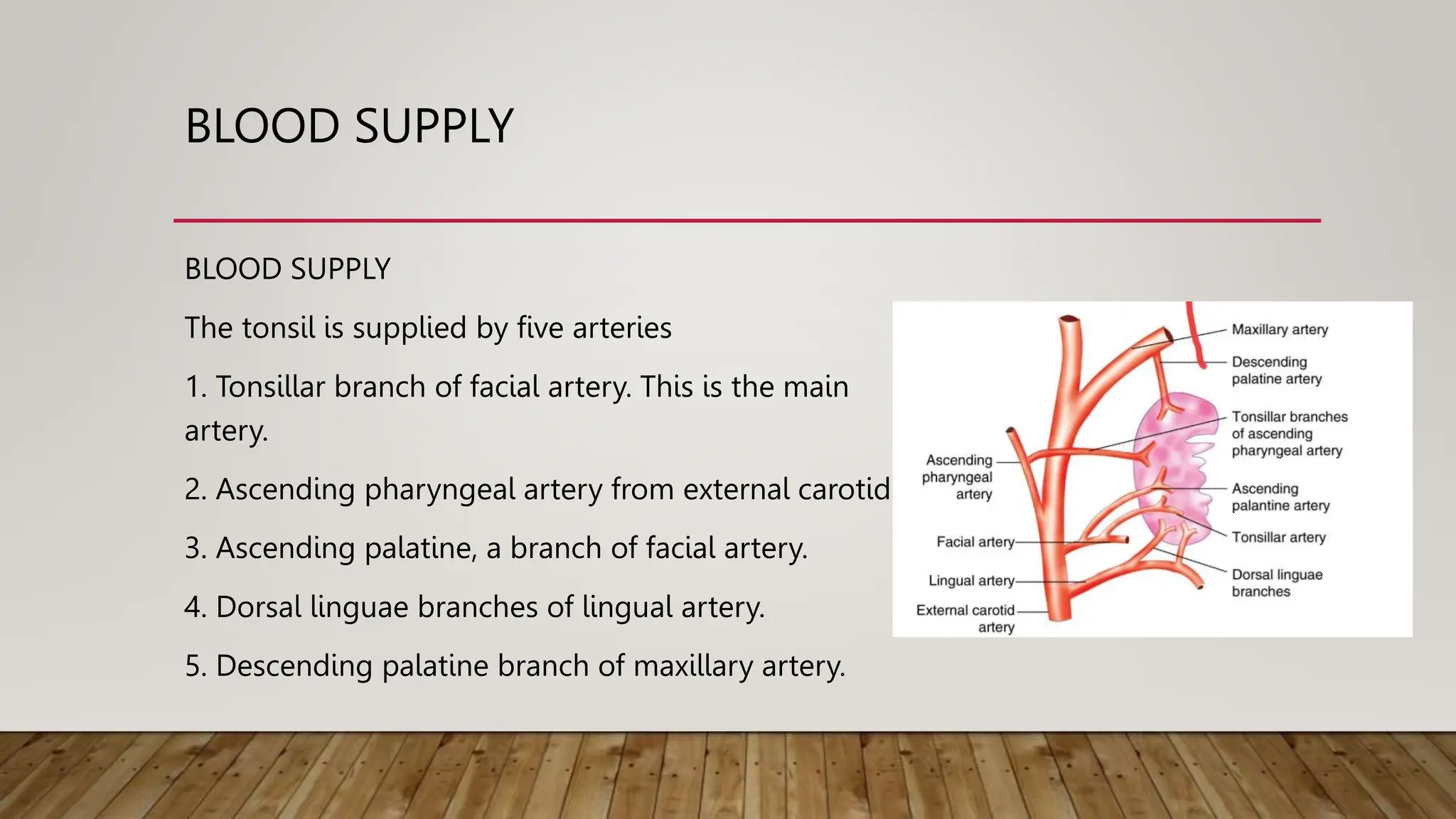 Anatomy and histology of the palatine tonsils.pptx