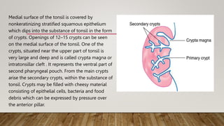 Anatomy and histology of the palatine tonsils.pptx