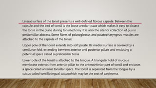 Anatomy and histology of the palatine tonsils.pptx