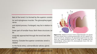 Anatomy and histology of the palatine tonsils.pptx