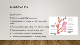 Anatomy and histology of the palatine tonsils.pptx