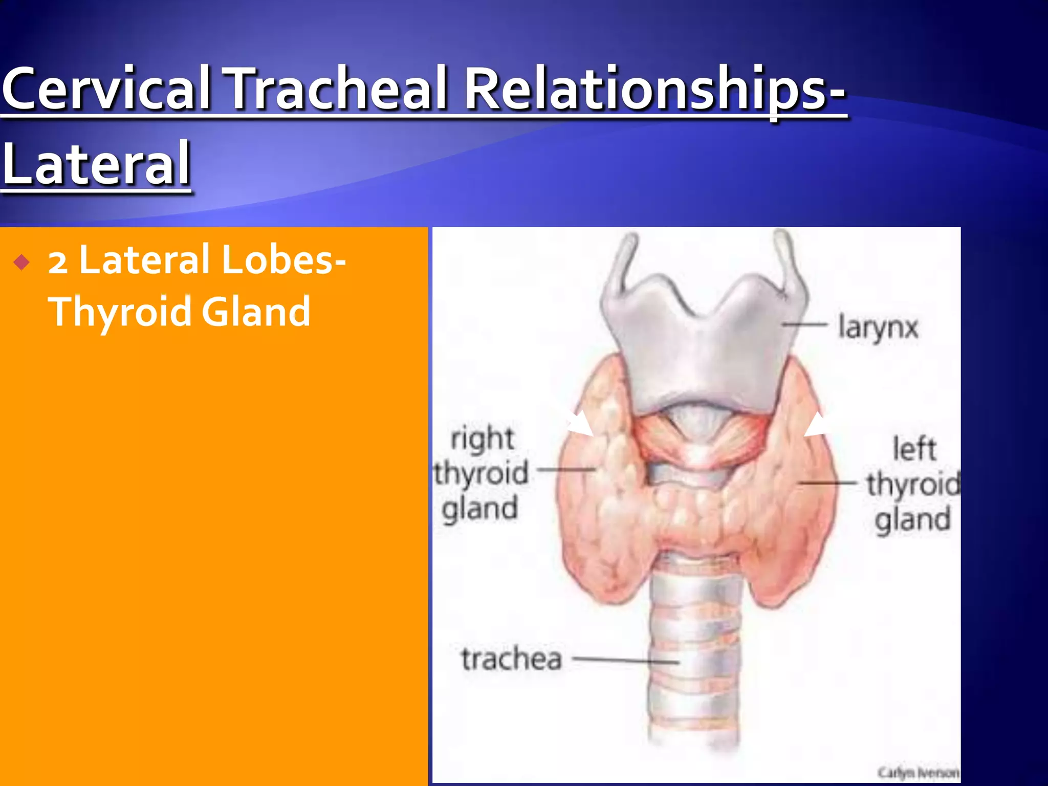 ANATOMY OF TRACHEA & TRACHEOSTOMY | PPTX