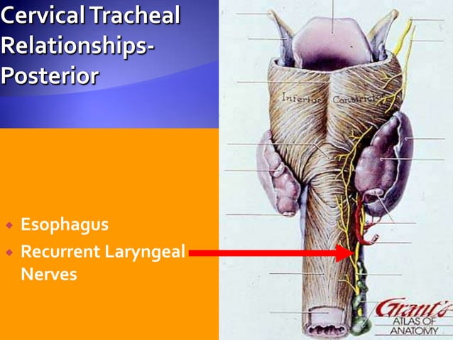 ANATOMY OF TRACHEA & TRACHEOSTOMY | PPTX