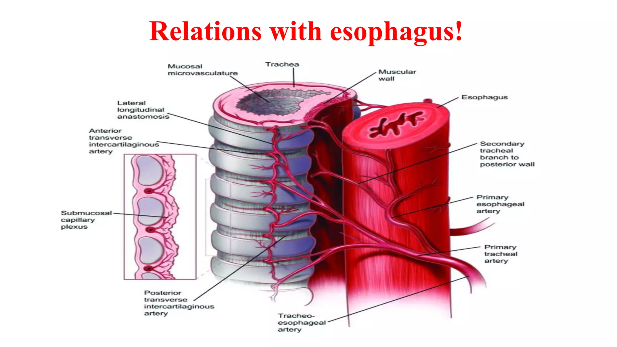 anatomy of trachea.pptx