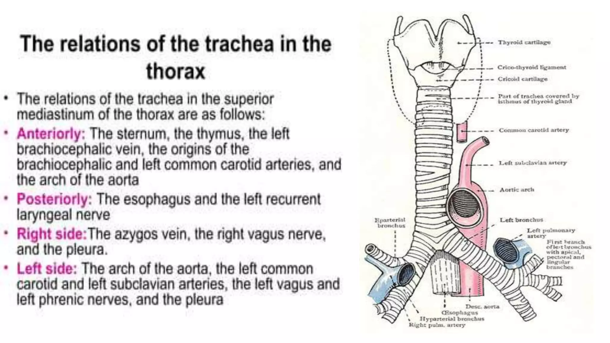 anatomy of trachea.pptx