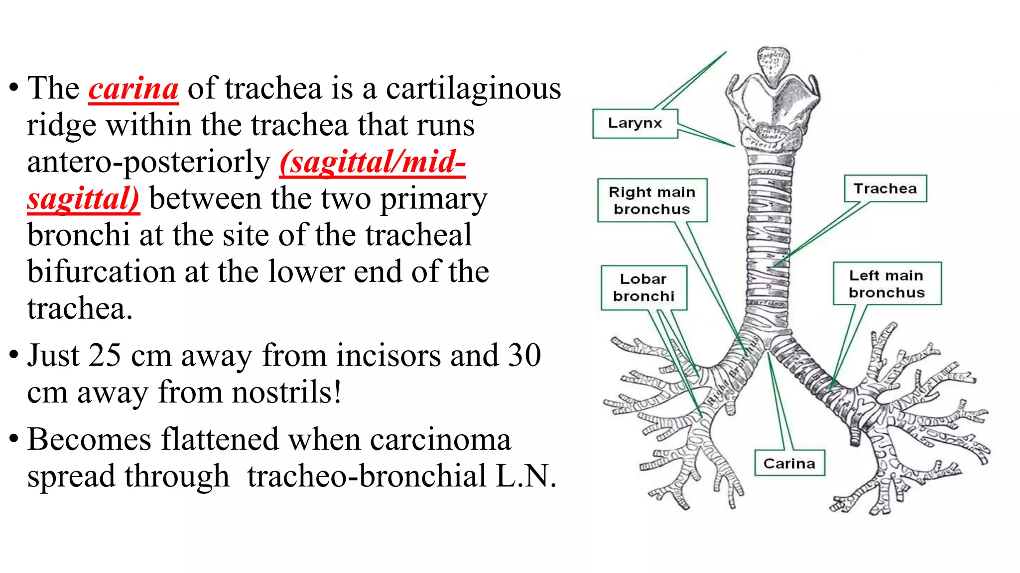 anatomy of trachea.pptx