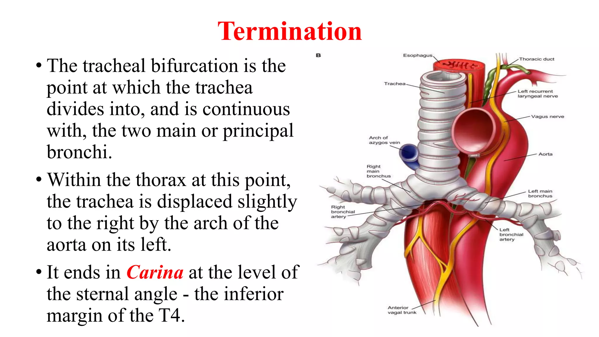 anatomy of trachea.pptx