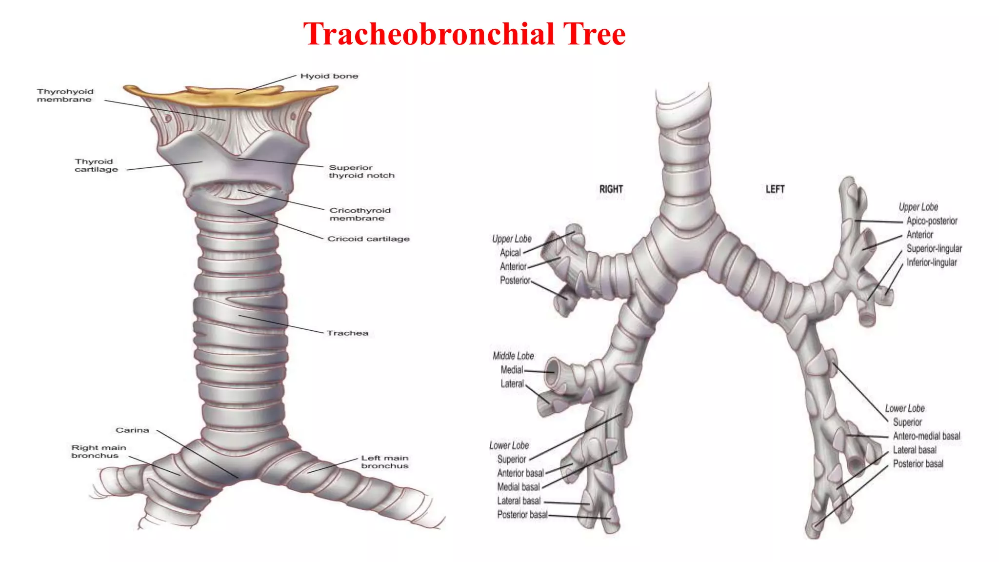 anatomy of trachea.pptx
