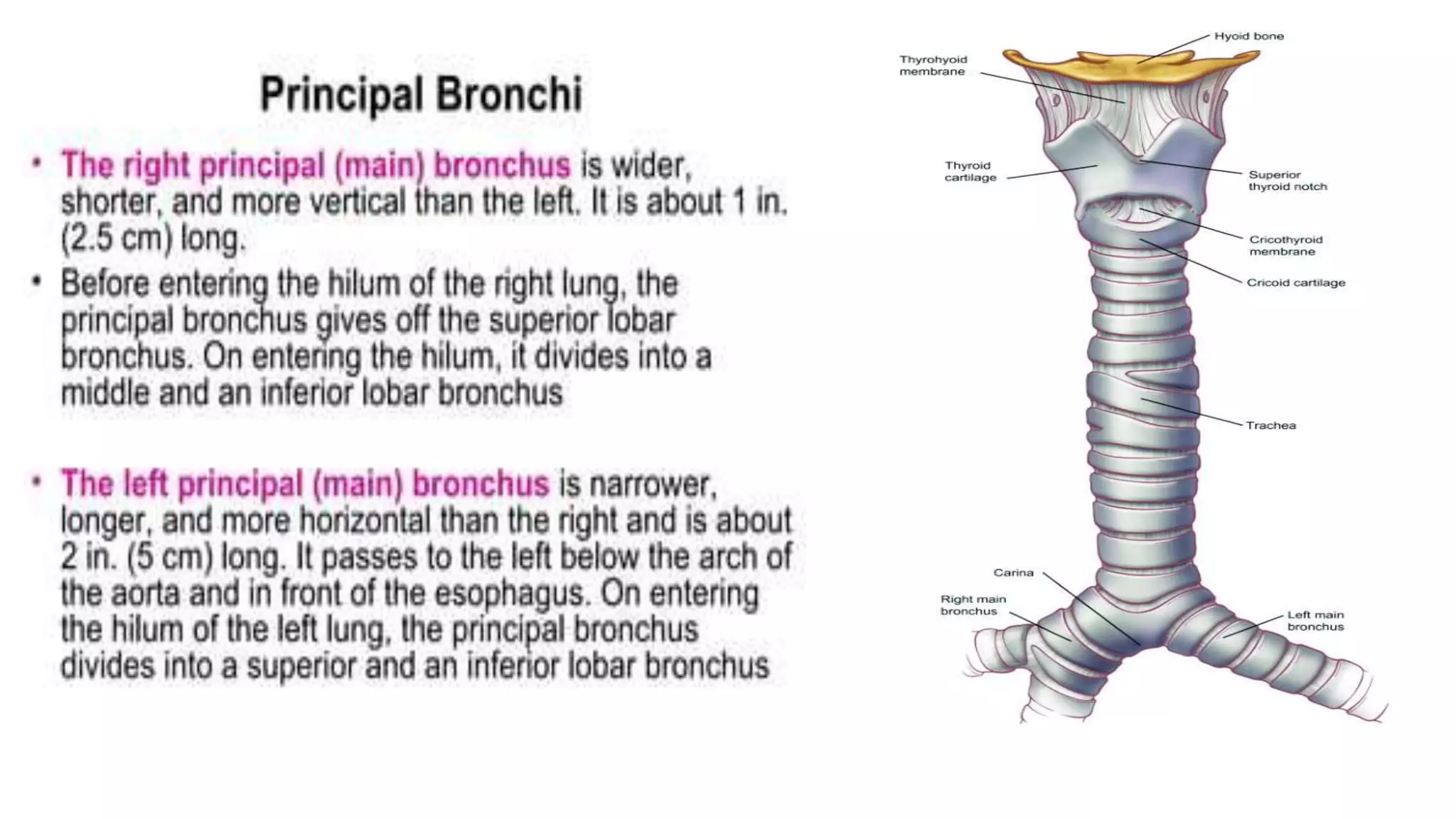 anatomy of trachea.pptx
