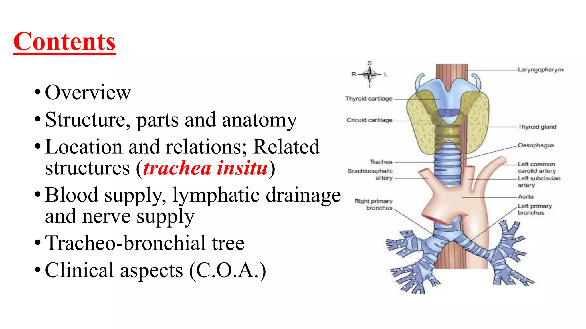 anatomy of trachea.pptx