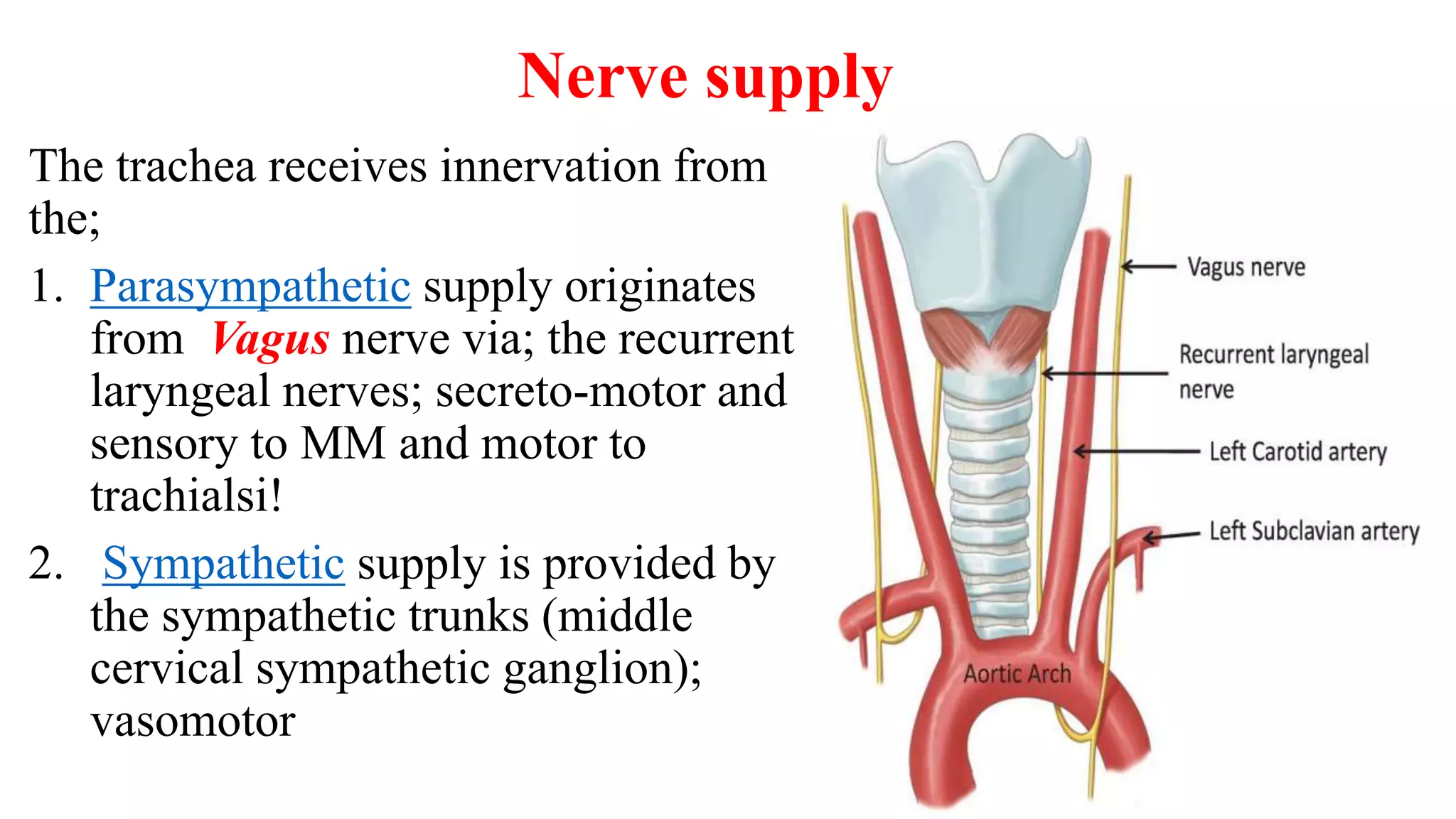 anatomy of trachea.pptx