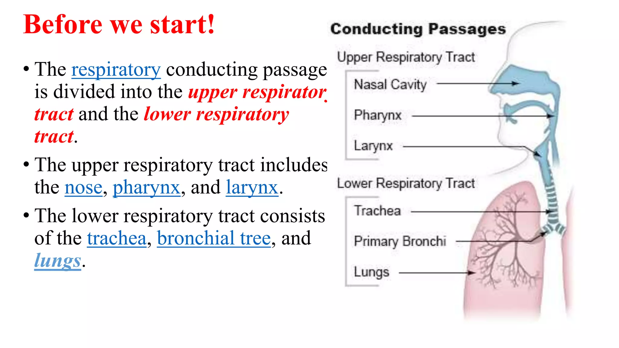 anatomy of trachea.pptx