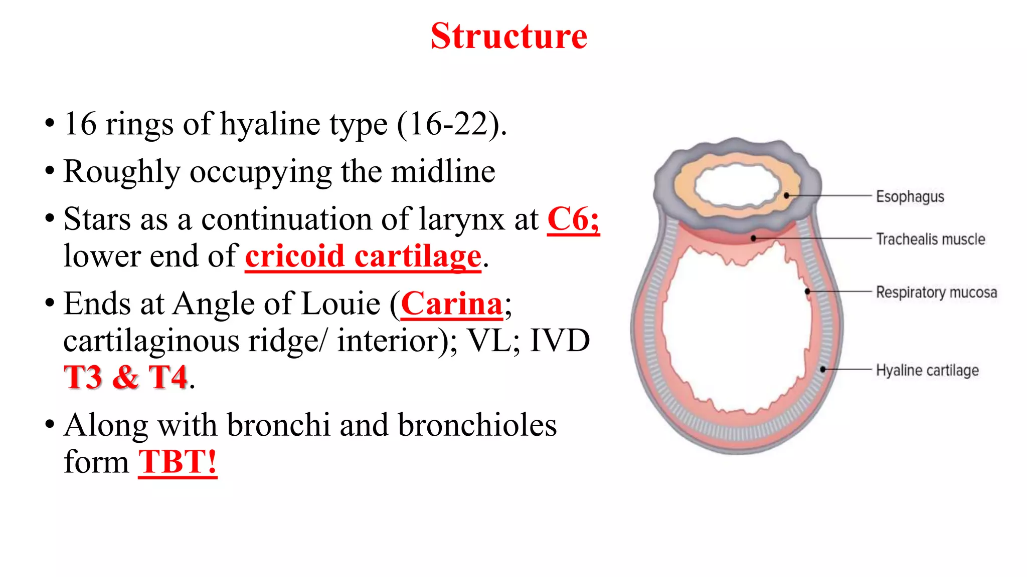 anatomy of trachea.pptx