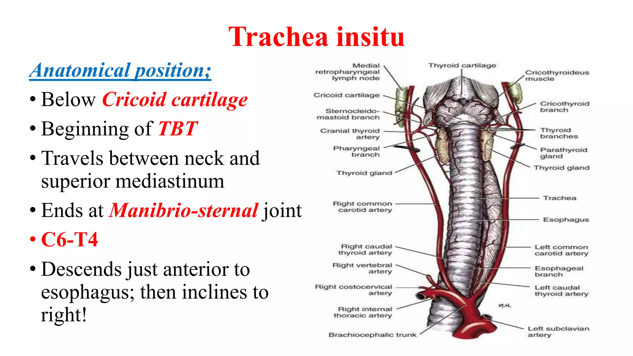 anatomy of trachea.pptx