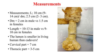 anatomy of trachea.pptx