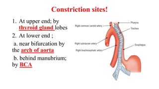 anatomy of trachea.pptx
