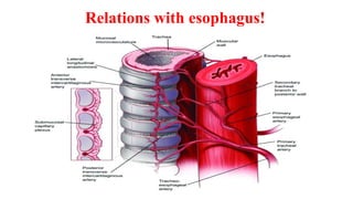 anatomy of trachea.pptx