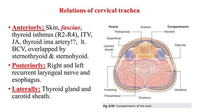 anatomy of trachea.pptx