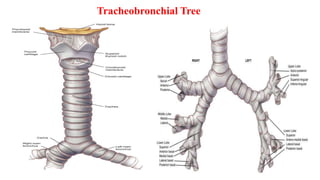 anatomy of trachea.pptx