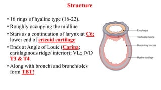 anatomy of trachea.pptx