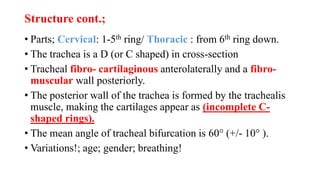 anatomy of trachea.pptx
